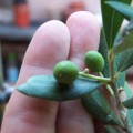 Salt- Cured Olives - Divina Cucina